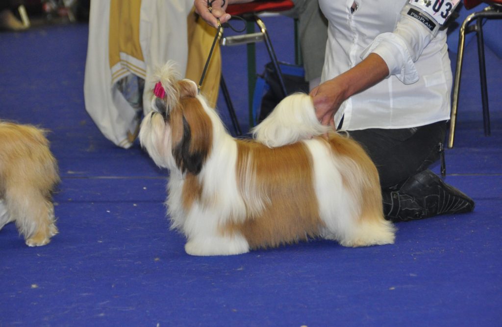 Shih Tzu Tips & Weetjes - Shihtzuclub België | Shih Tzu informatie en ...
